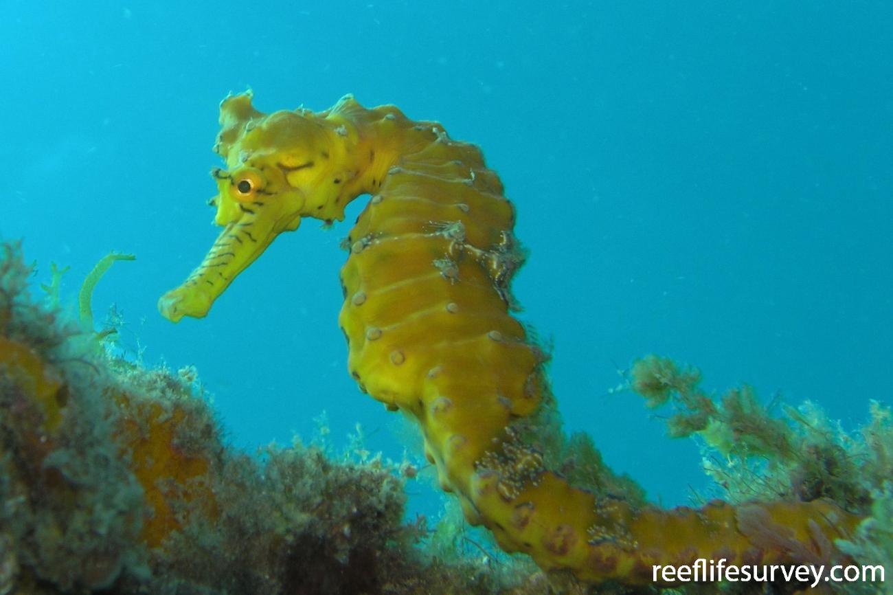 Hippocampus angustus - Western Australian Seahorse | ReefLifeSurvey.com