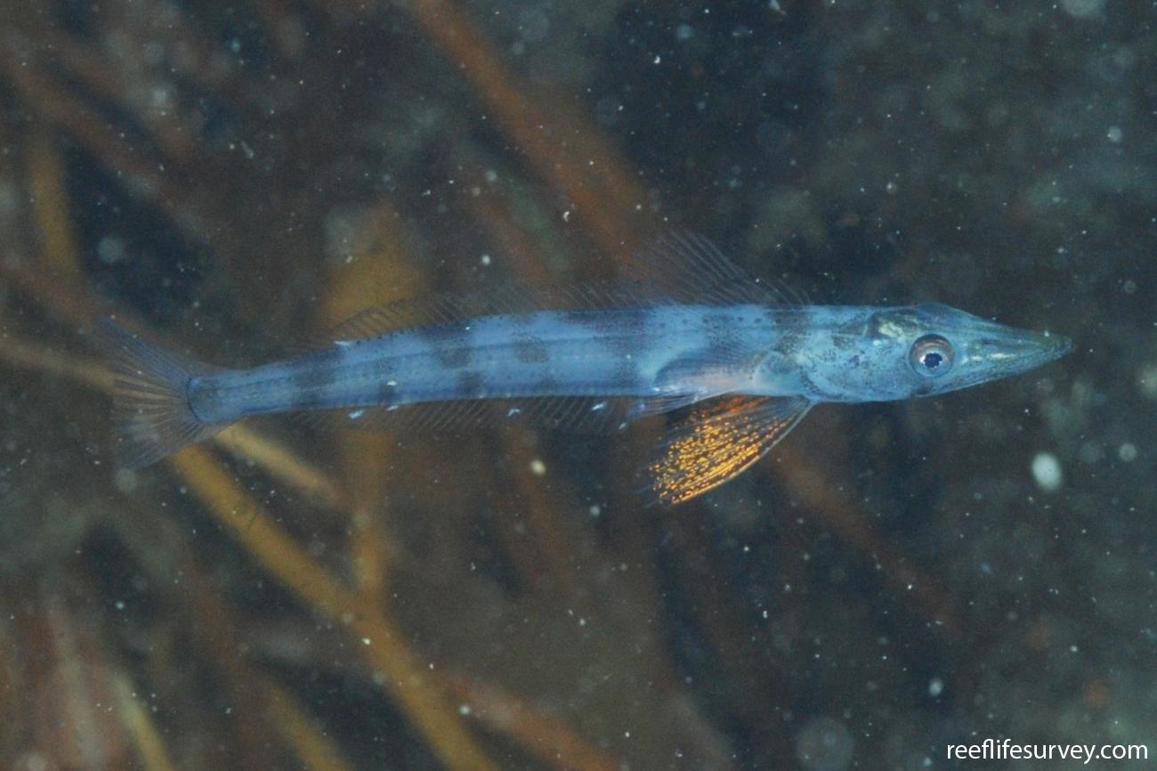 Champsocephalus esox - Pike Icefish | ReefLifeSurvey.com