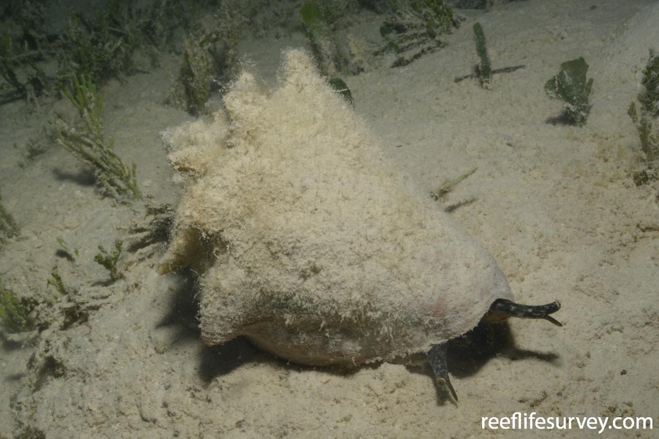 Strombus gigas - Queen Conch | ReefLifeSurvey.com