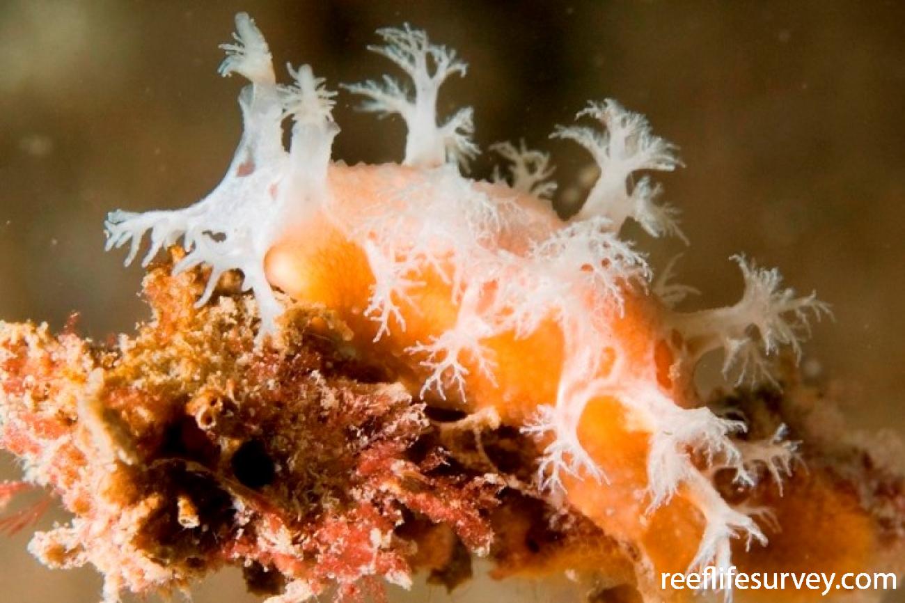 Tritonia sp. [carijoa] - | ReefLifeSurvey.com