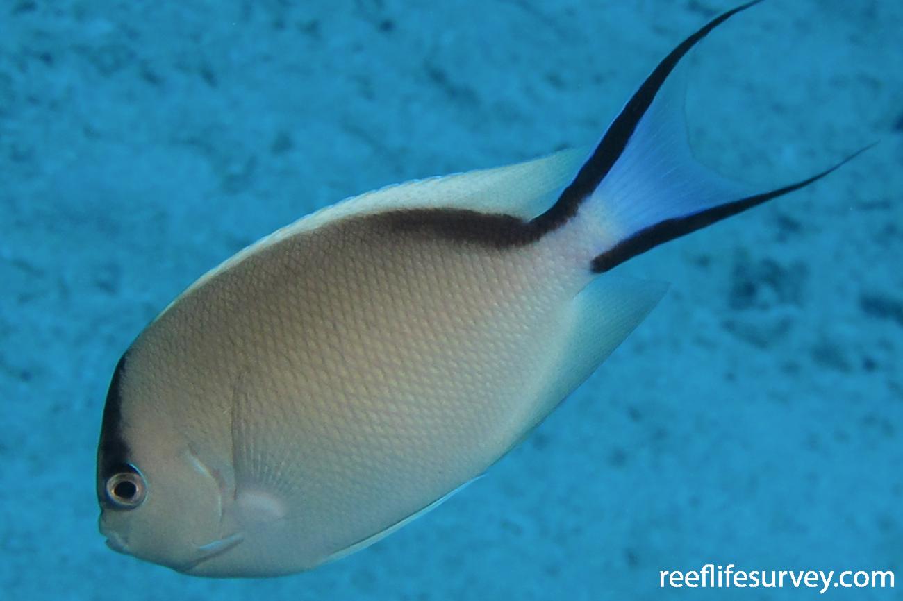 Genicanthus caudovittatus - Zebra Angelfish | ReefLifeSurvey.com
