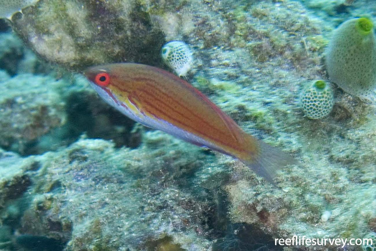 Paracheilinus cyaneus - Blue Flasher-wrasse | ReefLifeSurvey.com