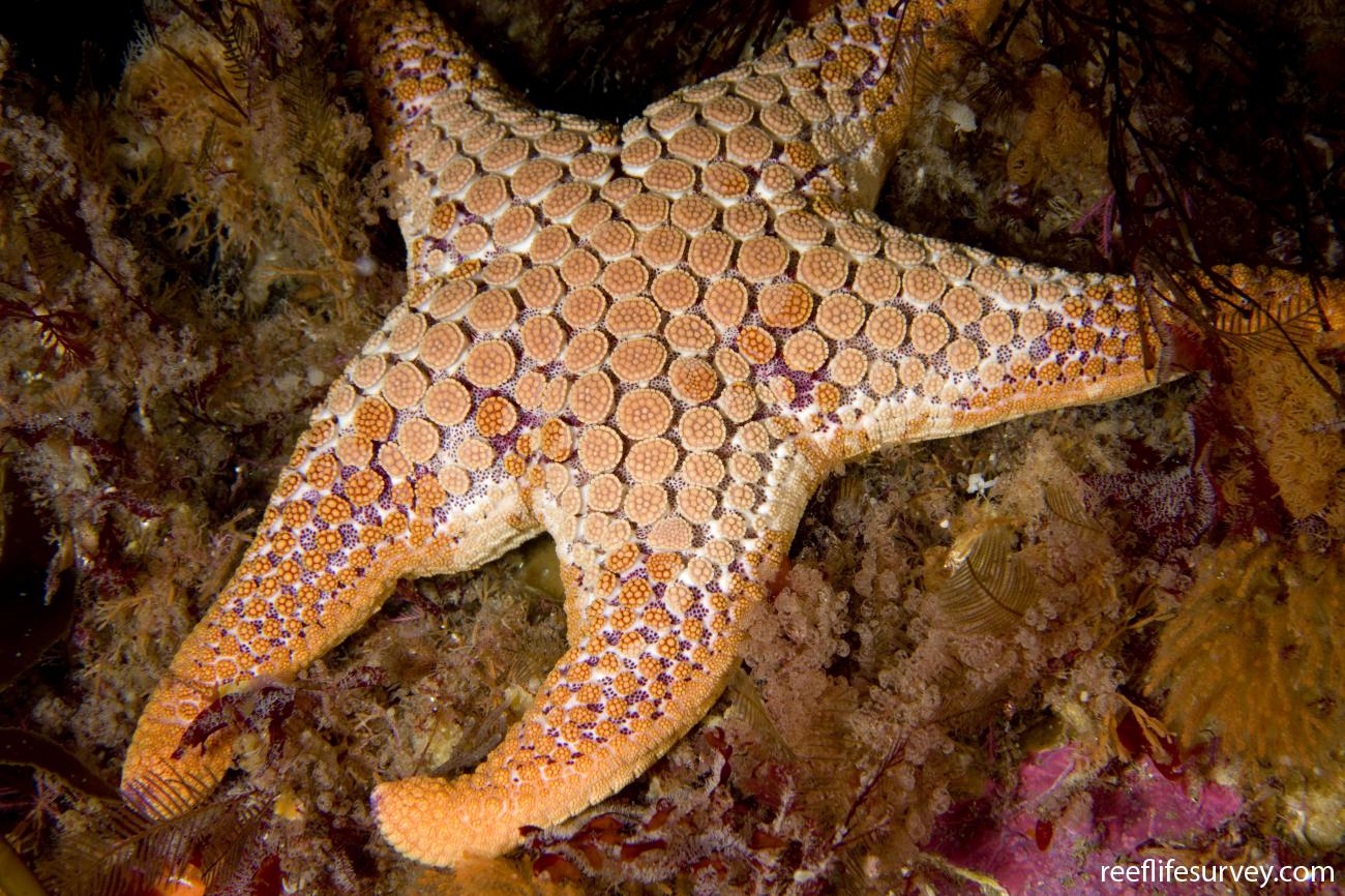 Nectria ocellata - Ocellate Seastar | ReefLifeSurvey.com