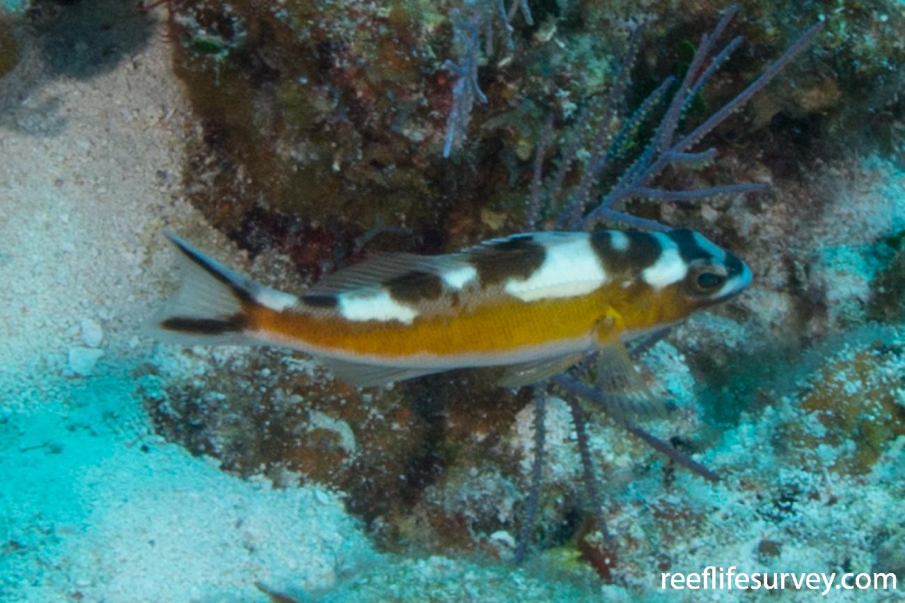 Serranus tabacarius - Tobaccofish | ReefLifeSurvey.com