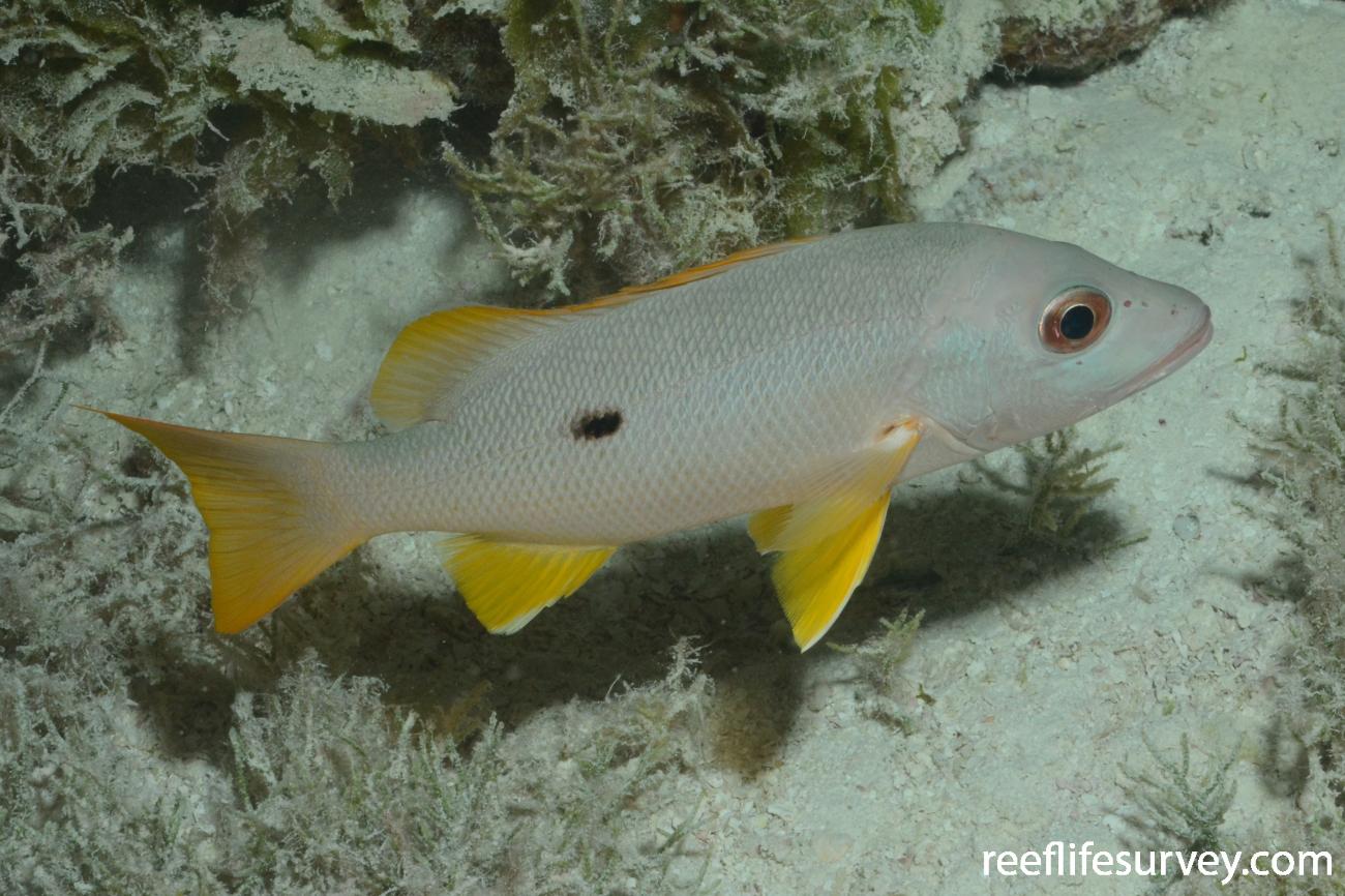 Lutjanus monostigma - Onespot Snapper | ReefLifeSurvey.com
