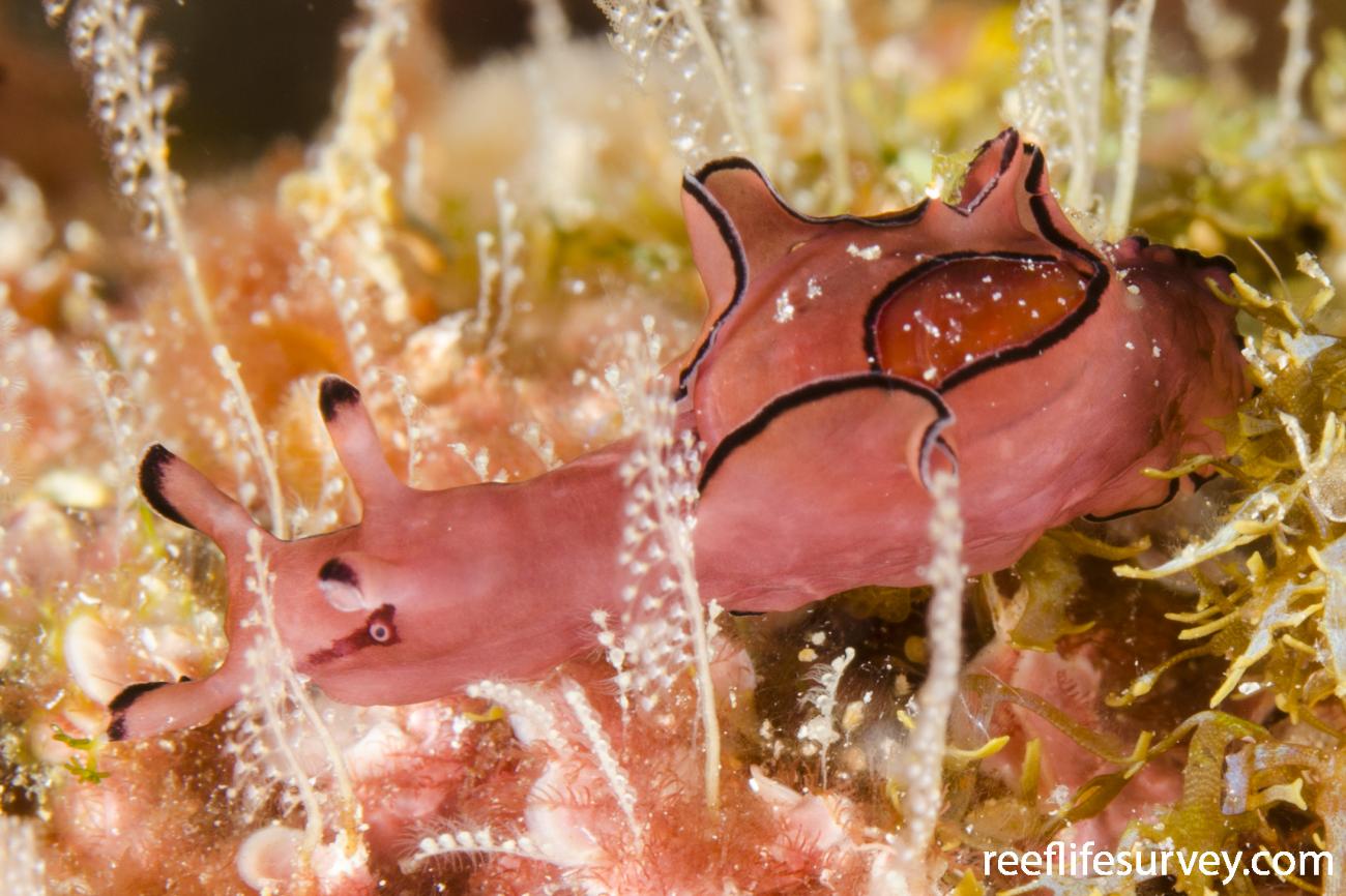 Aplysia parvula - Black-lined Sea Hare | ReefLifeSurvey.com
