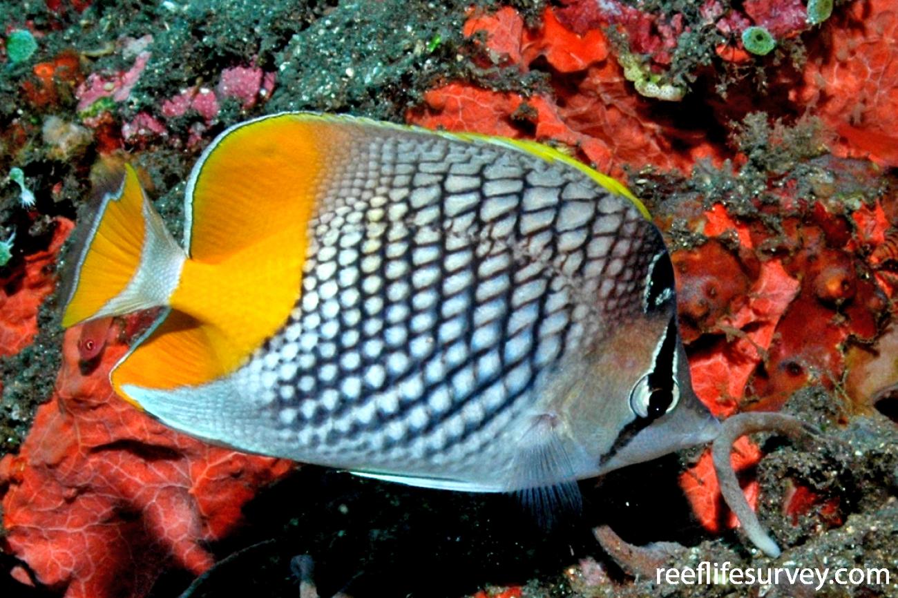 Chaetodon xanthurus - Cross-hatch Butterflyfish | ReefLifeSurvey.com