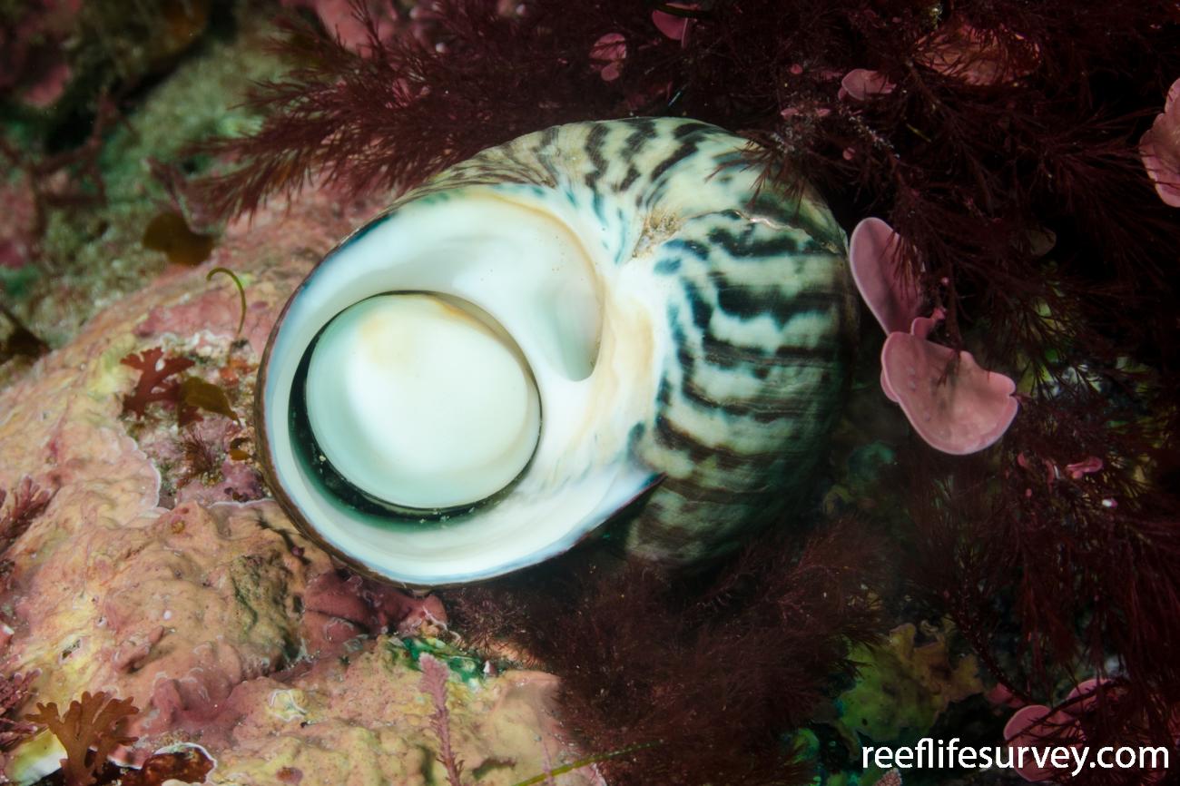 Turbo undulatus - Turban Shell | ReefLifeSurvey.com