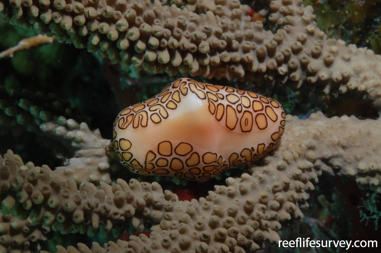 Cyphoma gibbosum - Flamingo Tounge Snail | ReefLifeSurvey.com