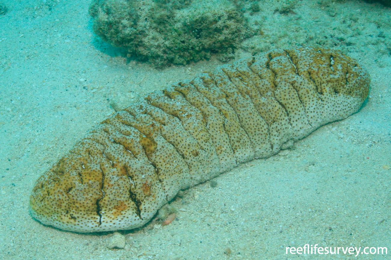 Holothuria fuscopunctata - Elephant Trunkfish (sea Cucumber ...