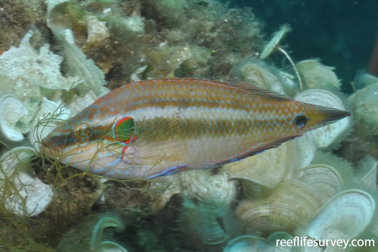 Symphodus ocellatus - Ocellated Wrasse | ReefLifeSurvey.com