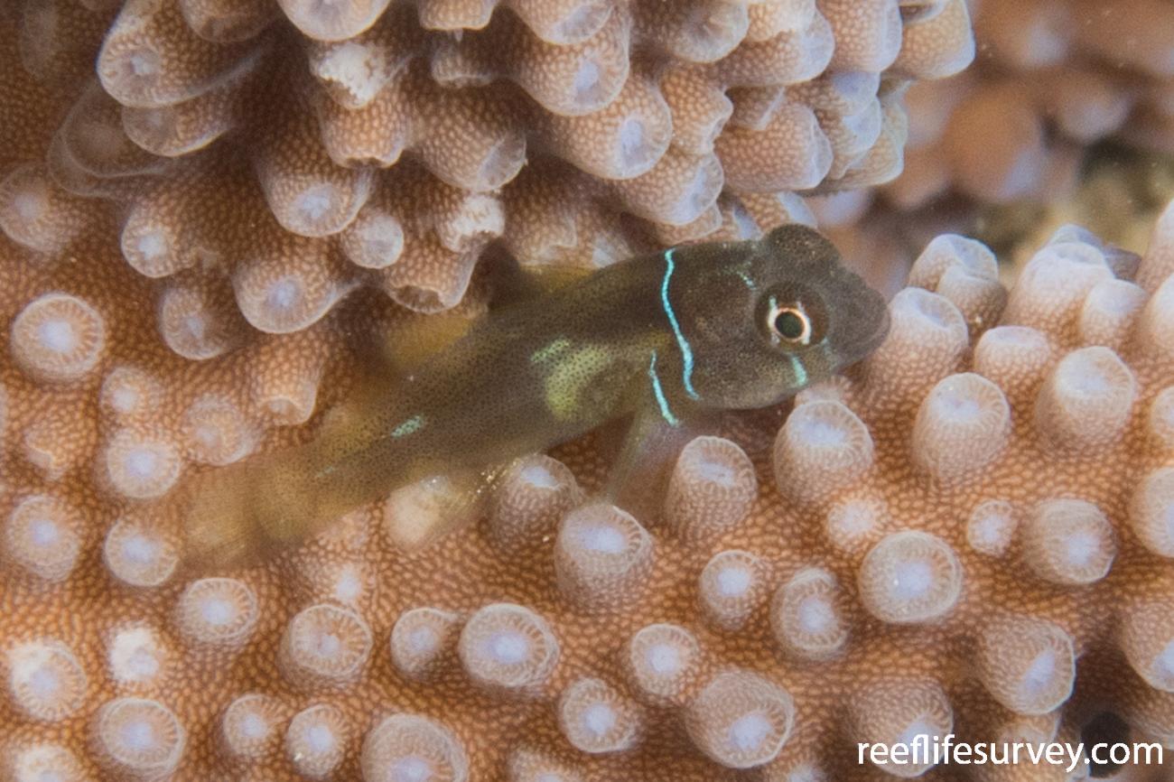 Gobiodon citrinus - Lemon Coralgoby | ReefLifeSurvey.com