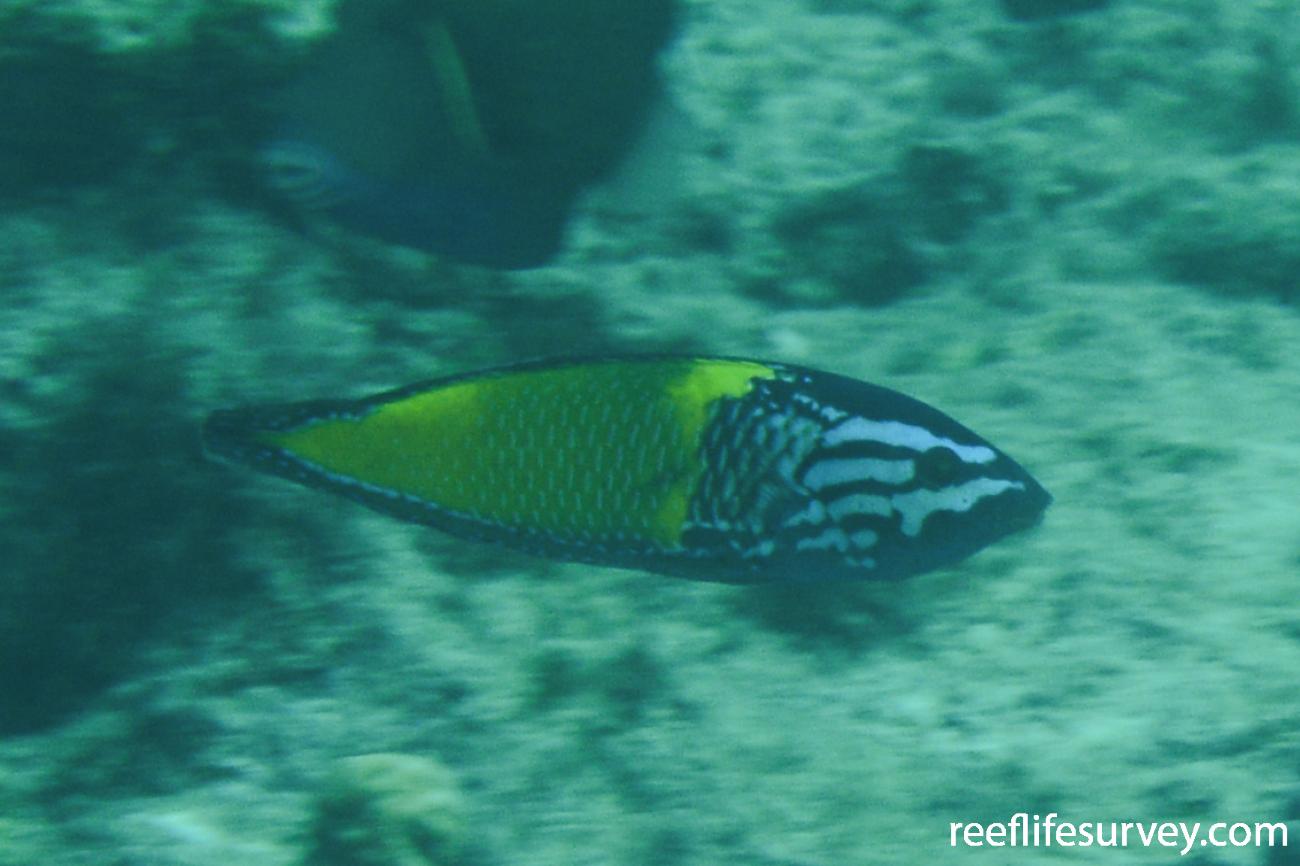 Anampses femininus - Blue-tail Wrasse | ReefLifeSurvey.com