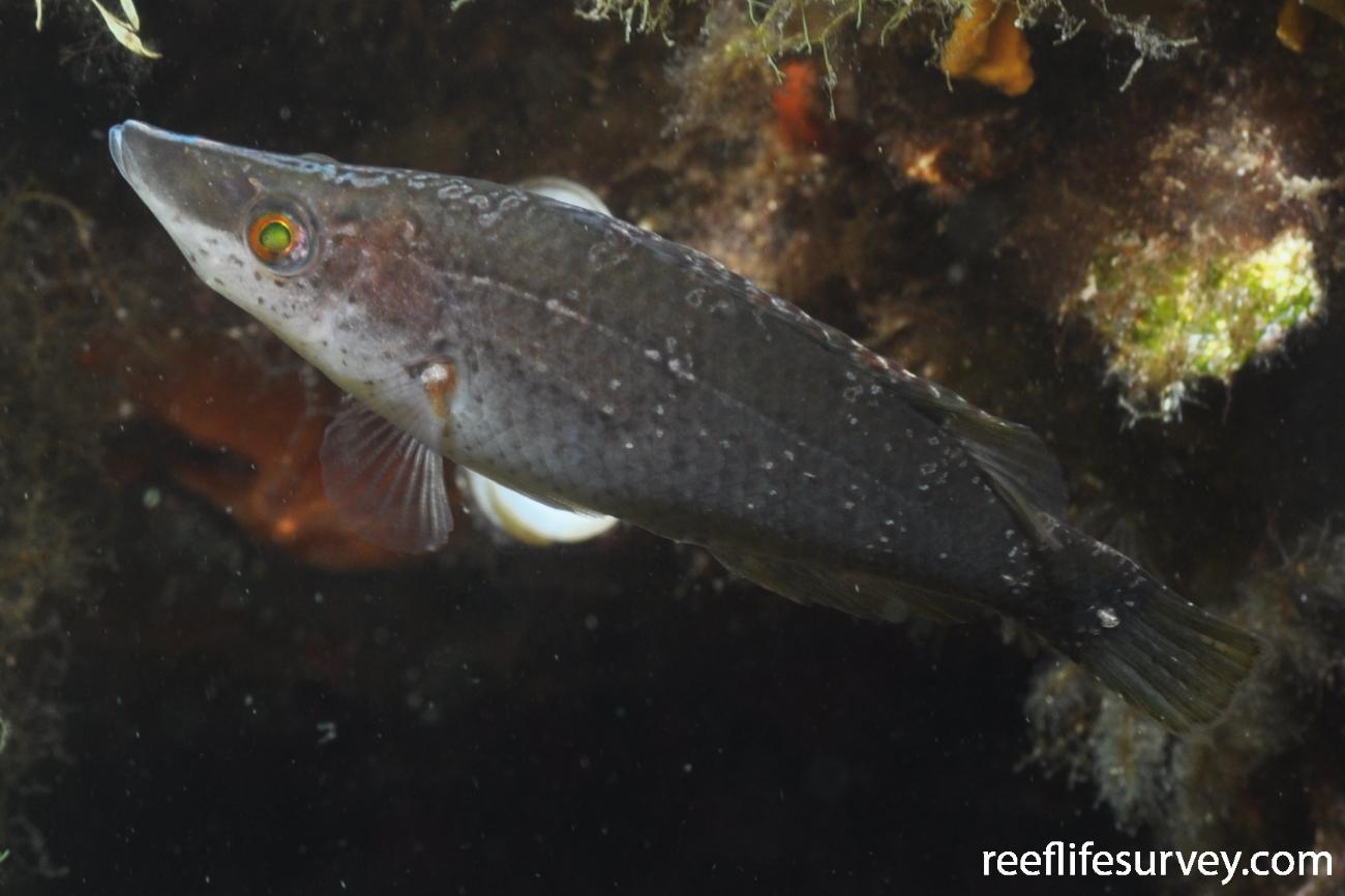 Symphodus rostratus - Pointed-snout Wrasse | ReefLifeSurvey.com
