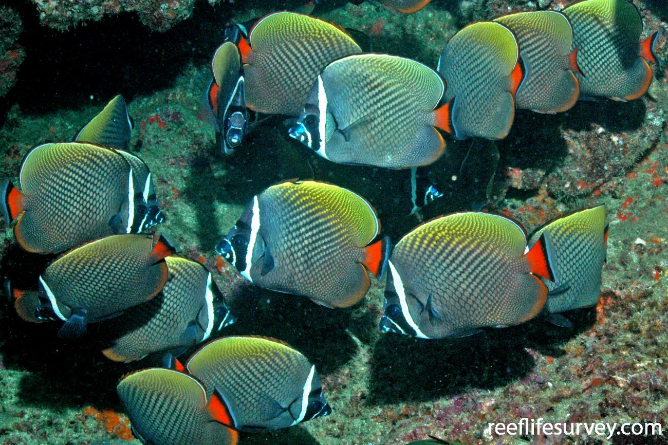 Chaetodon collare - Brown Butterflyfish | ReefLifeSurvey.com