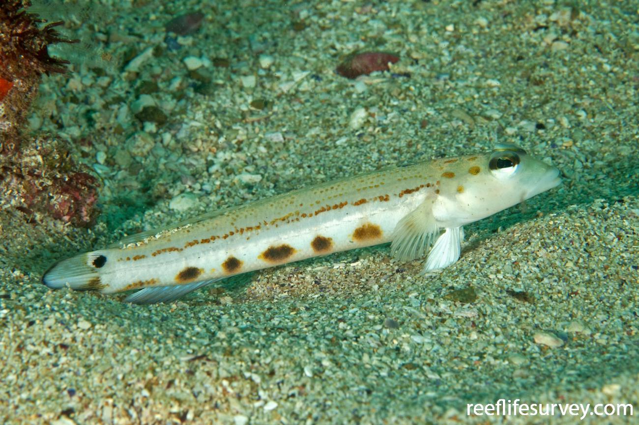 Parapercis ramsayi - Spotted Grubfish | ReefLifeSurvey.com