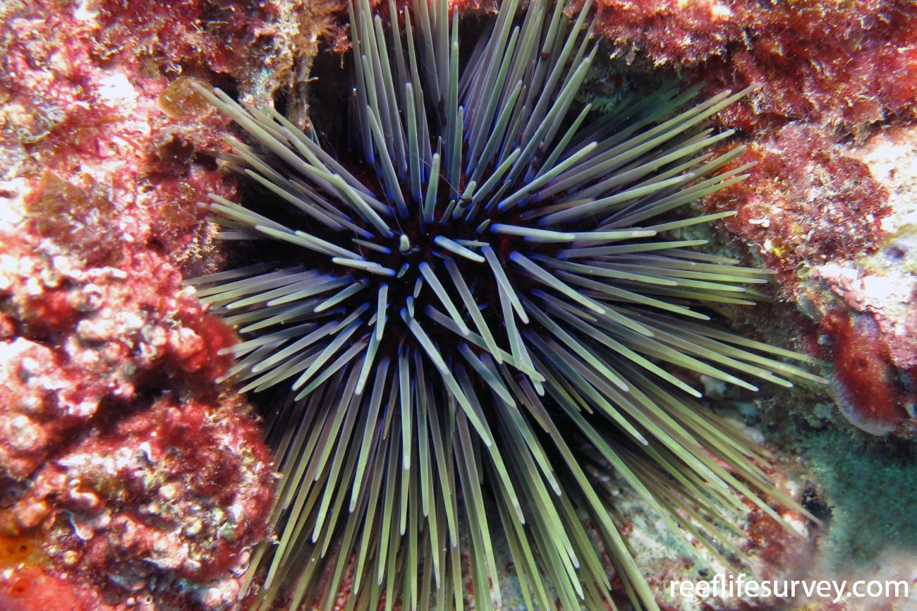 Centrostephanus tenuispinus - Long-spine Urchin | ReefLifeSurvey.com