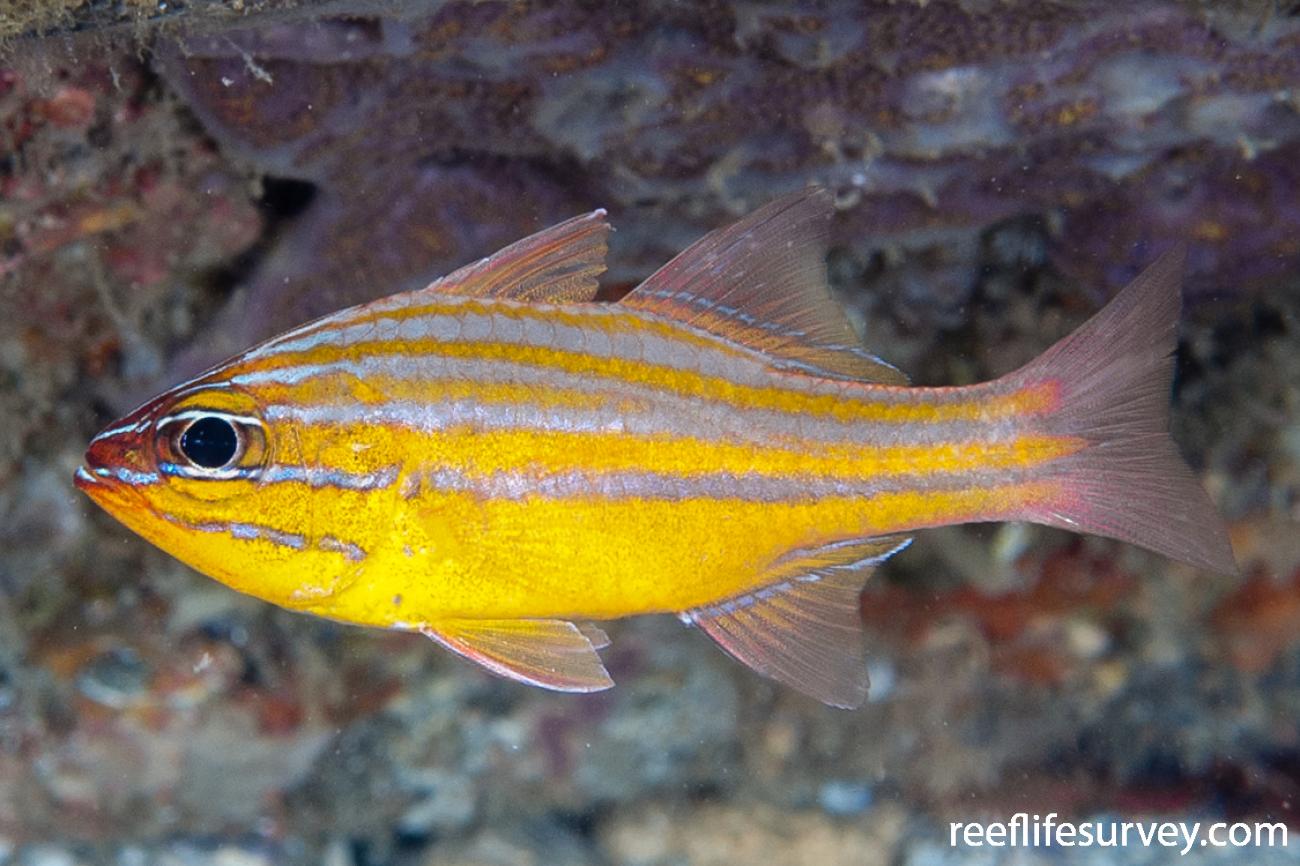 Ostorhinchus properuptus - Coral Cardinalfish | ReefLifeSurvey.com
