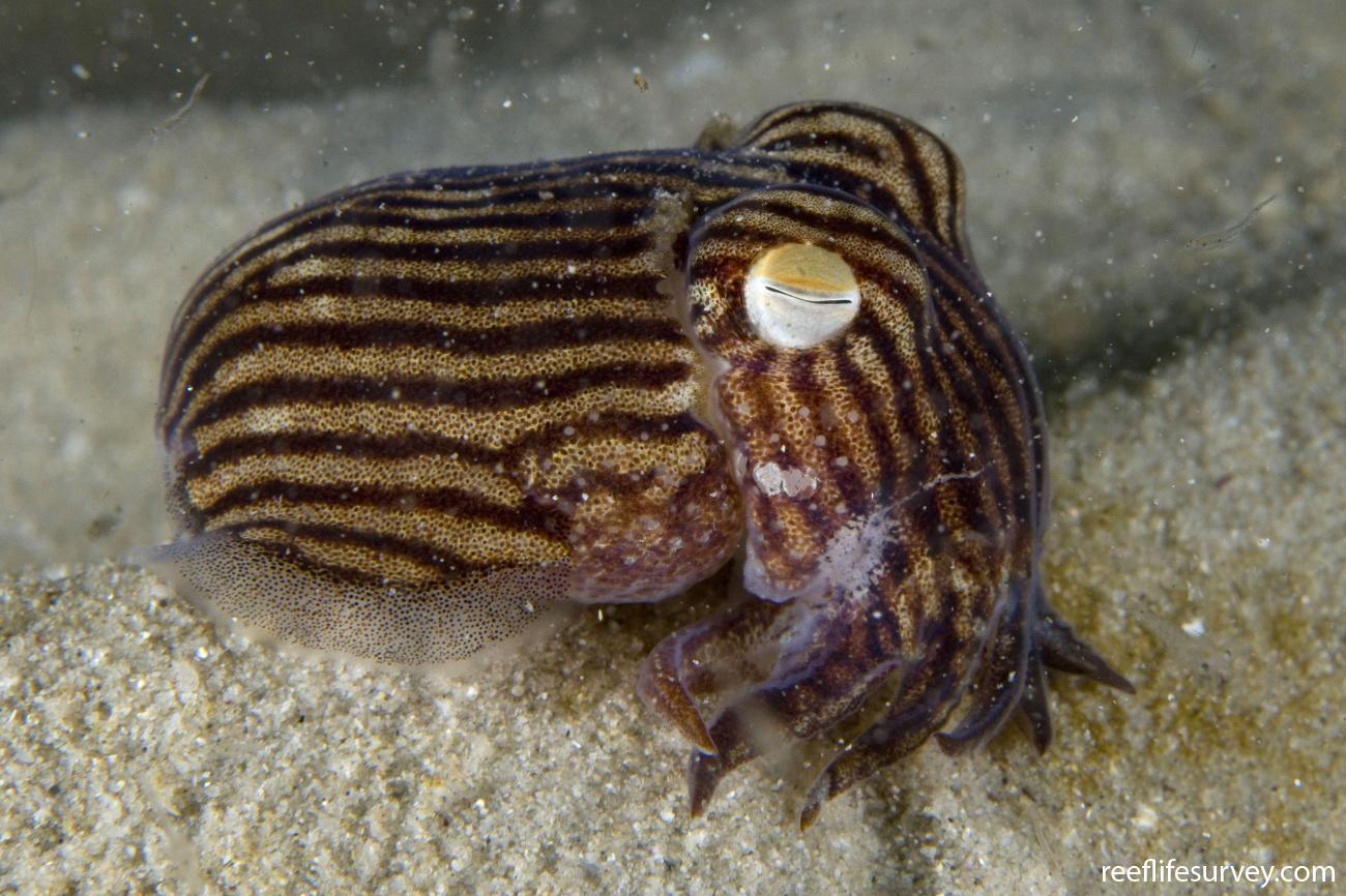 Sepioloidea lineolata - Pinstripe Bottle-tailed Squid | ReefLifeSurvey.com