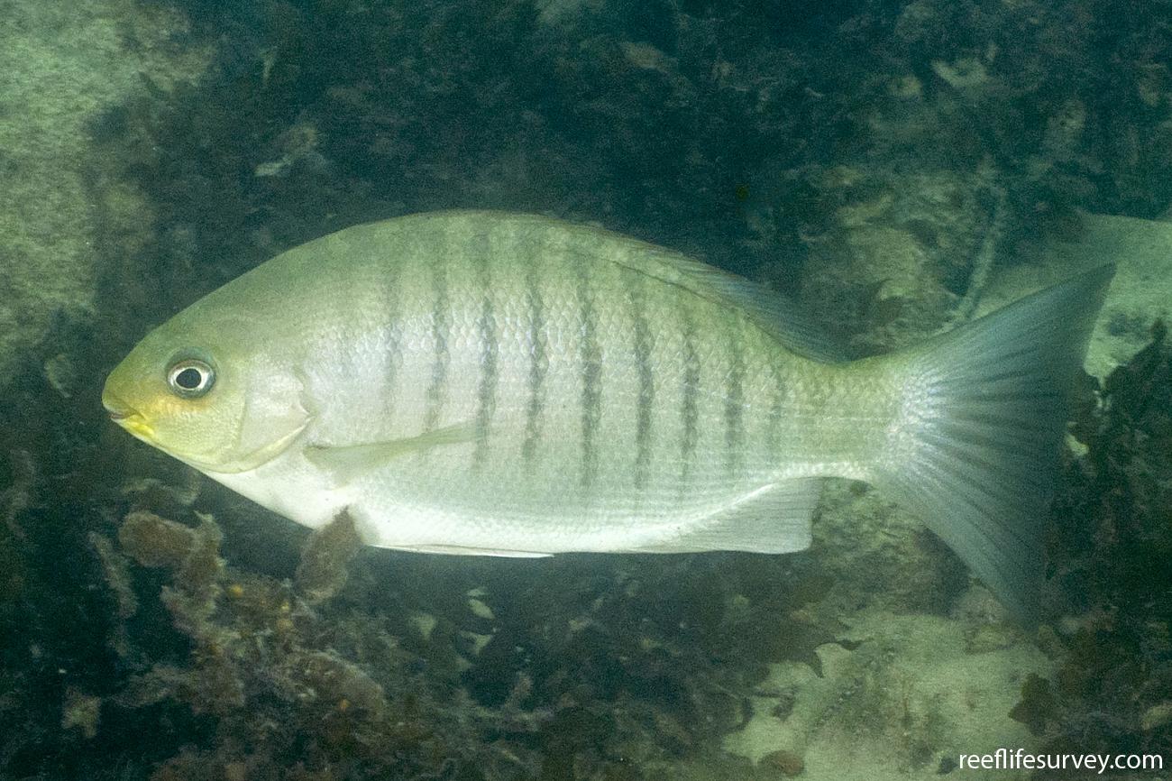 Girella tricuspidata - Luderick | ReefLifeSurvey.com