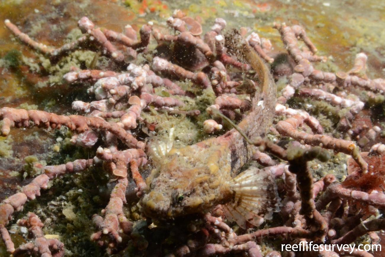 Bothragonus occidentalis - | ReefLifeSurvey.com