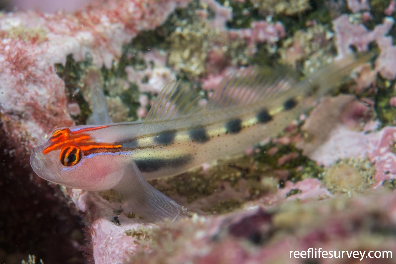 Elacatinus puncticulatus - Redhead Goby | ReefLifeSurvey.com