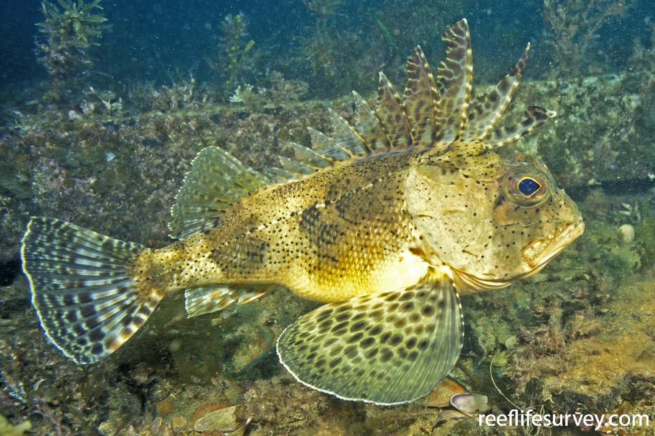 Neosebastes pandus - Big-head Gurnard Perch | ReefLifeSurvey.com