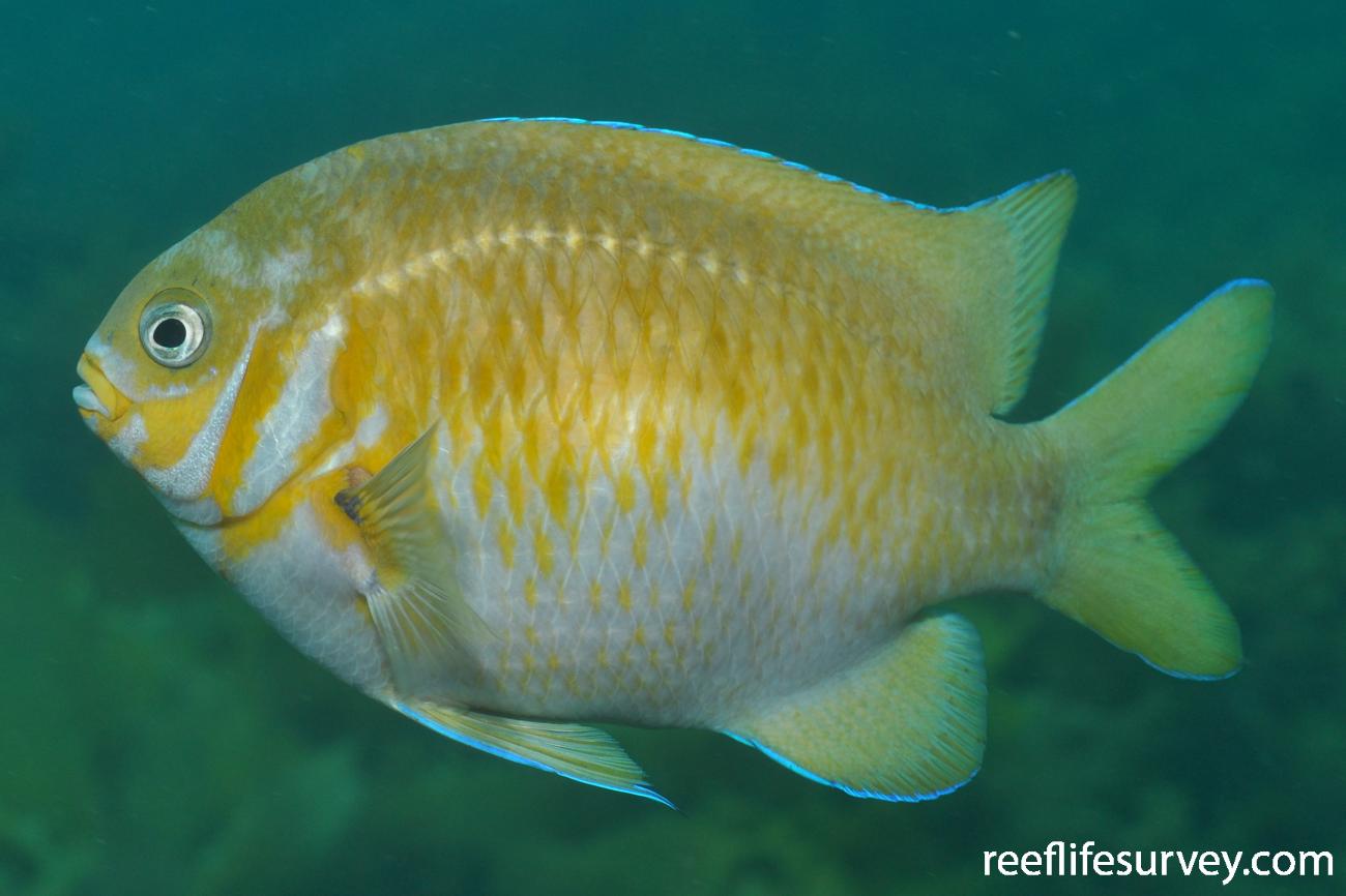 Parma victoriae - Victorian Scalyfin | ReefLifeSurvey.com