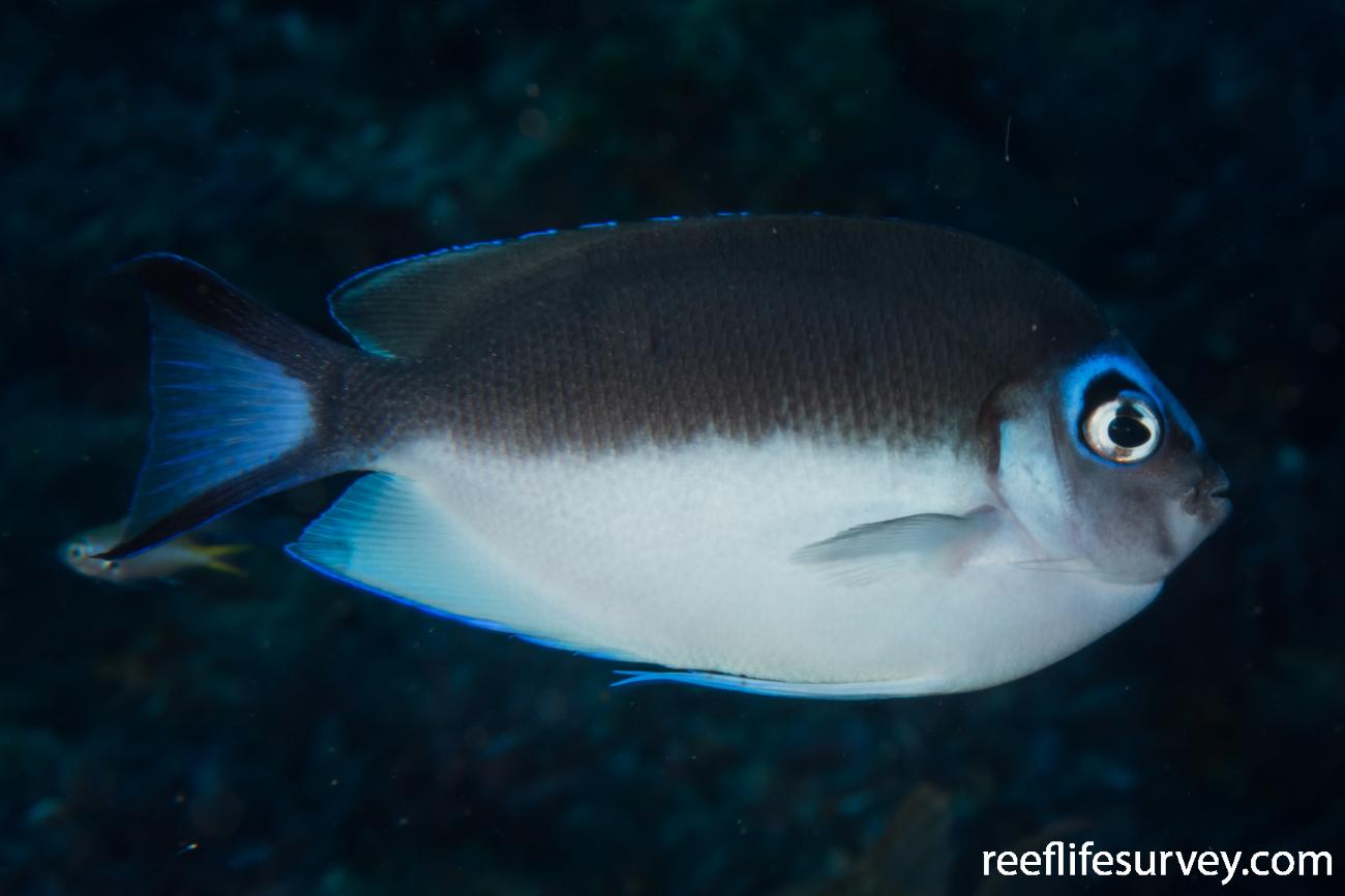 Genicanthus semicinctus - Halfbanded Angelfish | ReefLifeSurvey.com