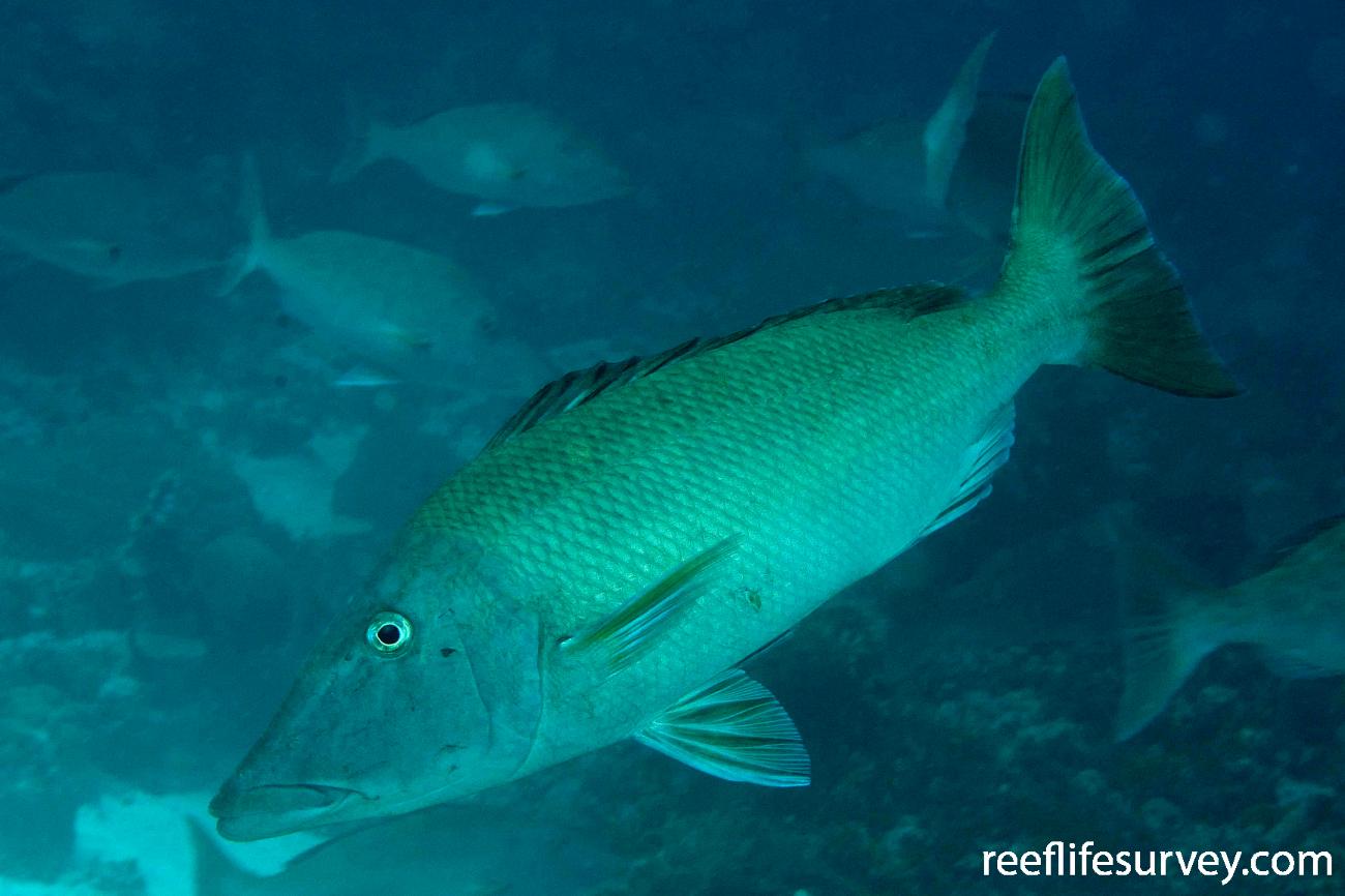 Lethrinus olivaceus - Longnose Emperor | ReefLifeSurvey.com