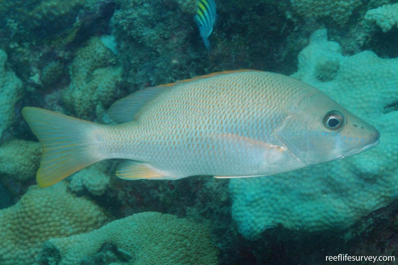 Lutjanus jocu - Dog Snapper | ReefLifeSurvey.com