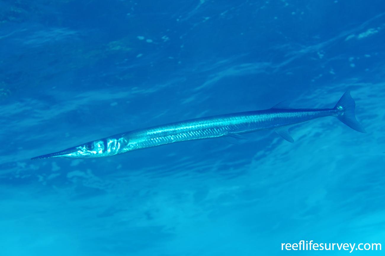 Tylosurus gavialoides - Stout Longtom | ReefLifeSurvey.com