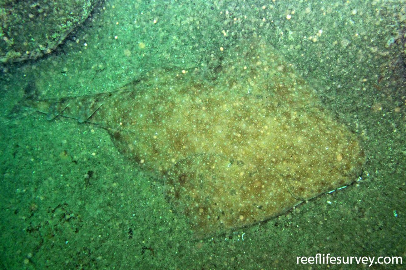 Squatina australis - Angel Shark | ReefLifeSurvey.com