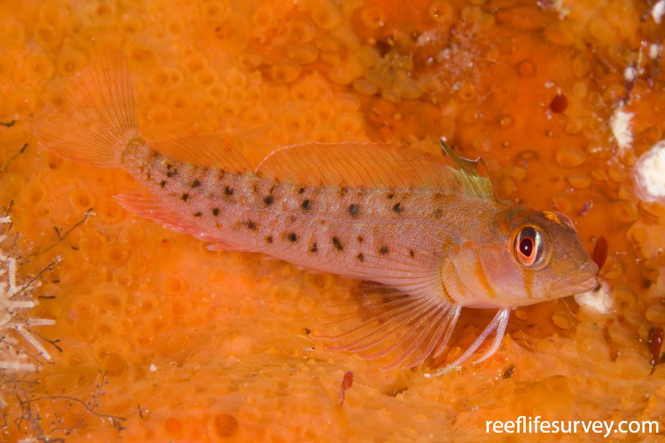 Notoclinops yaldwyni - Yaldwyns Triplefin | ReefLifeSurvey.com