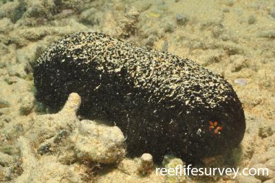 Actinopyga echinites - Deepwater Redfish (sea Cucumber ...