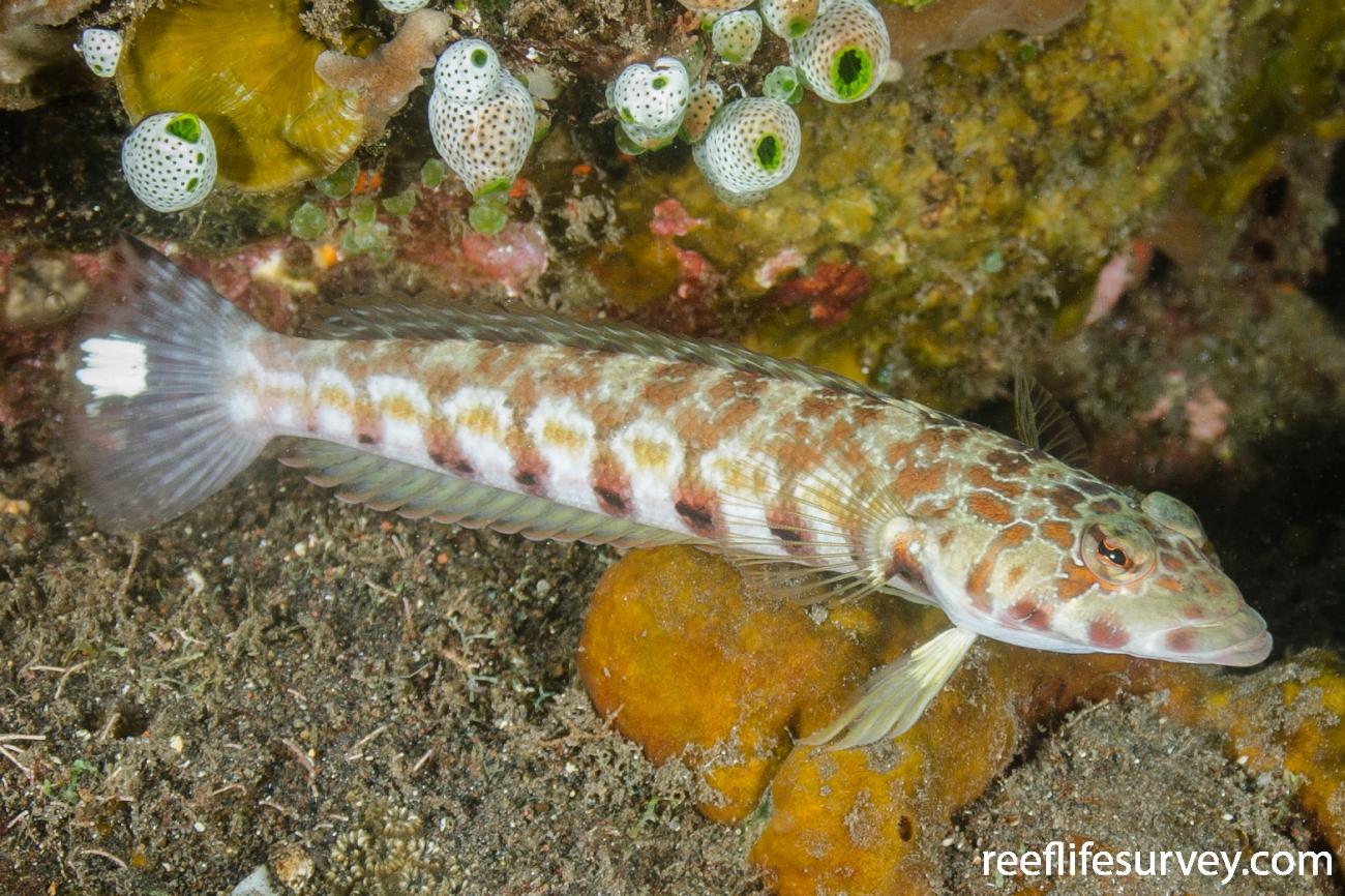 Parapercis millepunctata - Thousand Spot Grubfish | ReefLifeSurvey.com