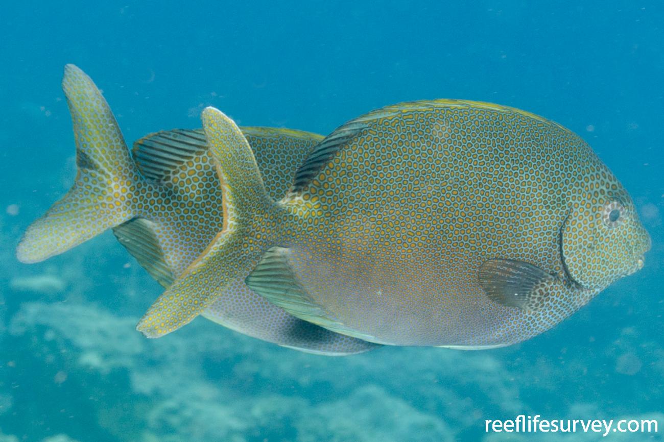 Siganus punctatus - Gold-spotted Rabbitfish | ReefLifeSurvey.com