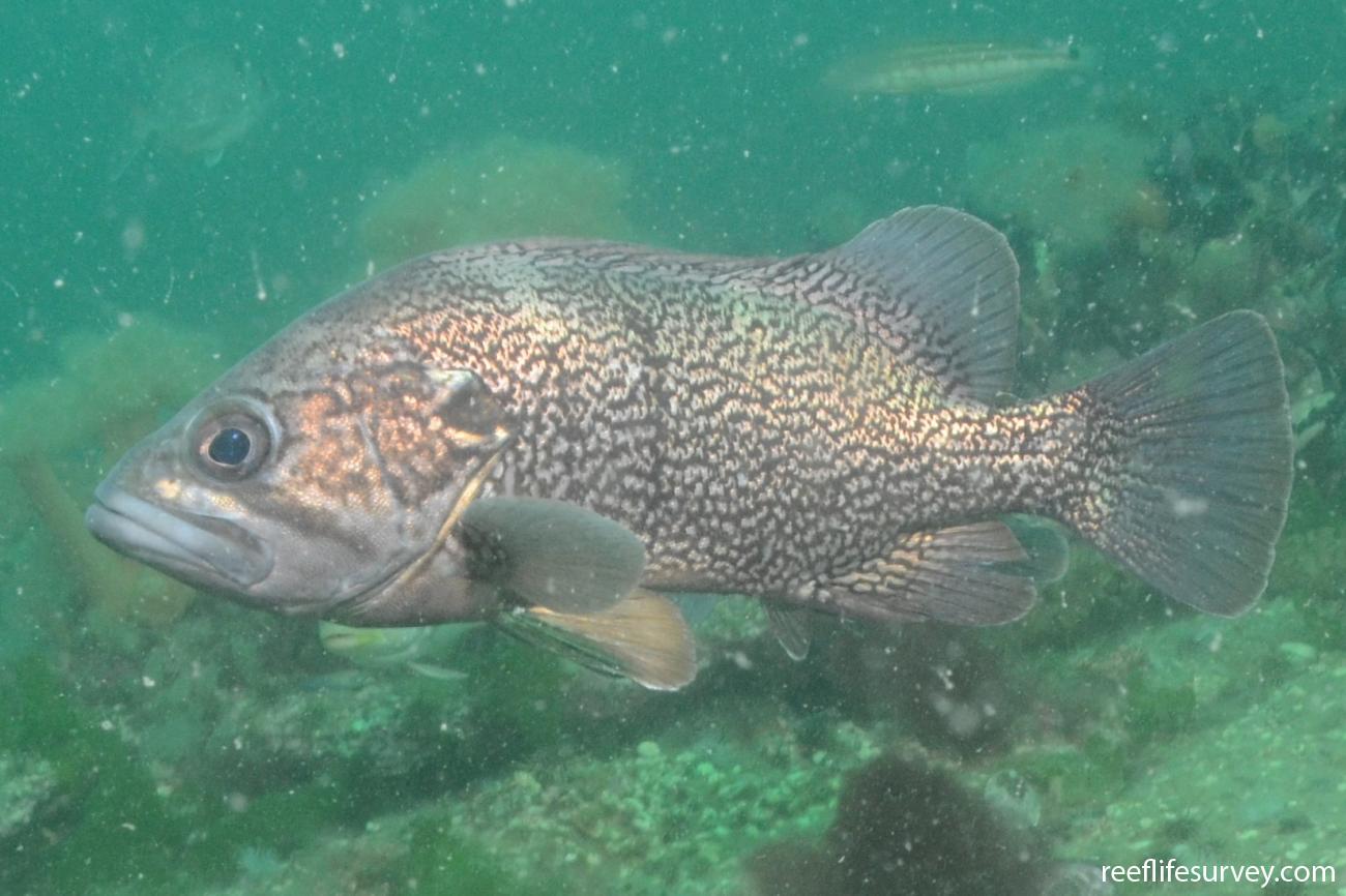Acanthistius patachonicus - Argentine Sea Bass | ReefLifeSurvey.com