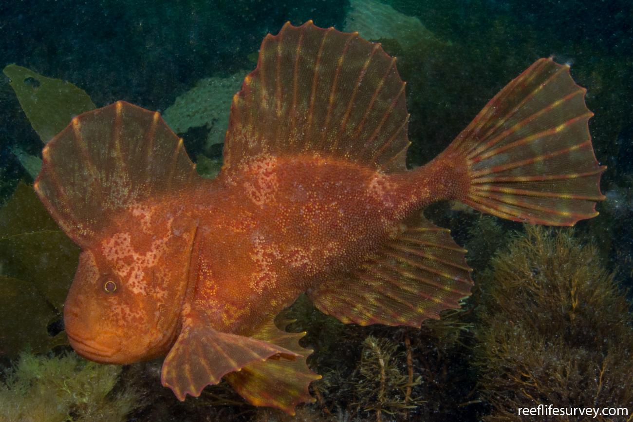 Gnathanacanthus goetzeei - Red Velvetfish | ReefLifeSurvey.com