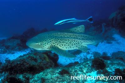 Stegostoma tigrinum - Zebra shark | Reef Life Survey