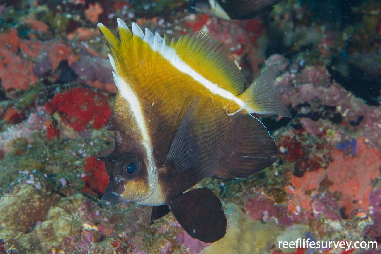 Heniochus varius - Humphead Bannerfish | ReefLifeSurvey.com