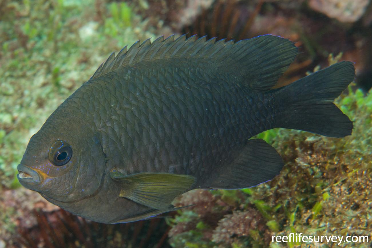 Damsel ID | Reef2Reef