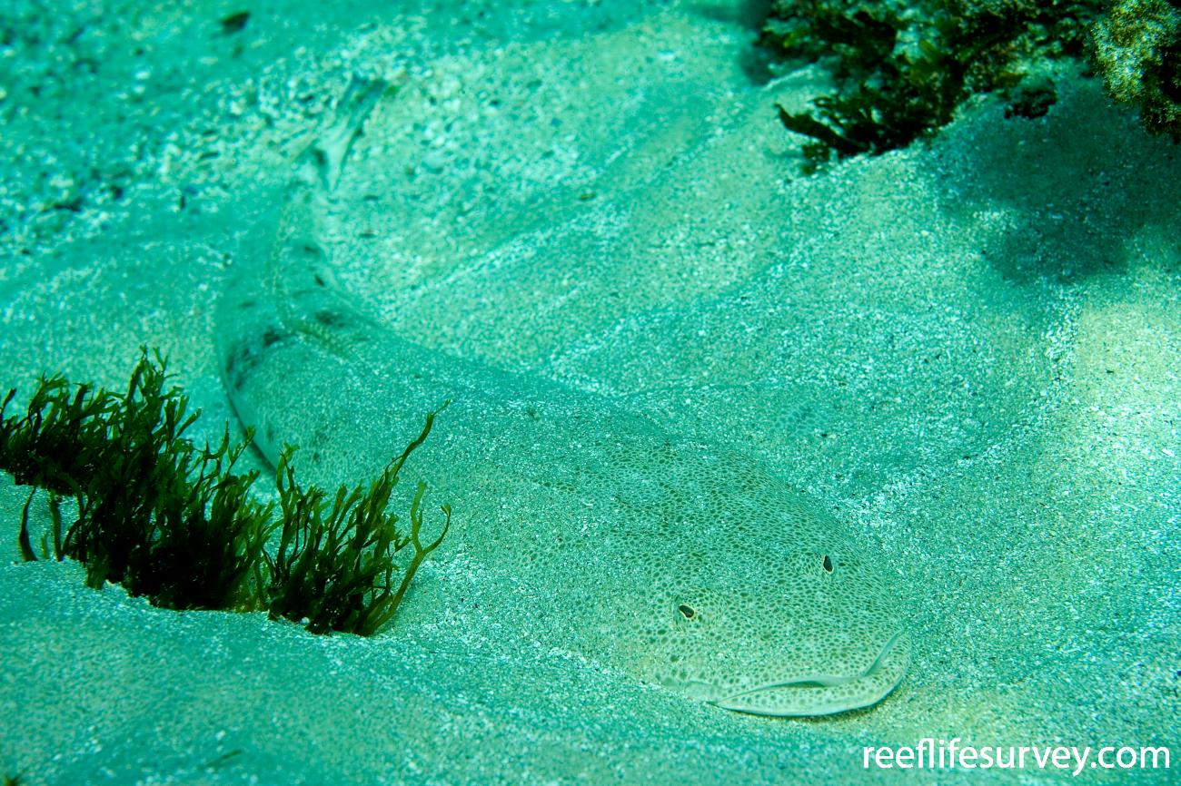 Platycephalus fuscus - Dusky Flathead | ReefLifeSurvey.com