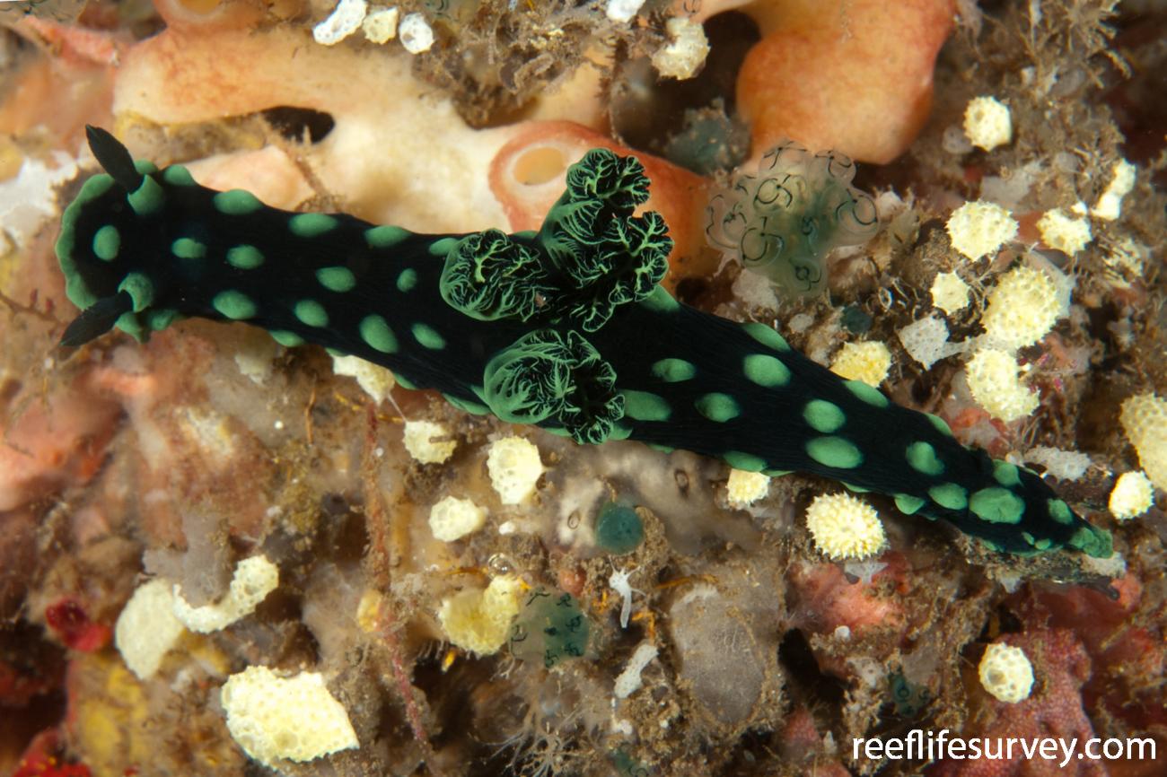 Nembrotha cristata - | ReefLifeSurvey.com