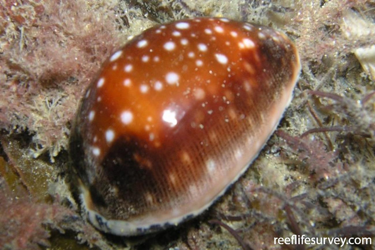 Lyncina vitellus - Pacific Deer Cowrie | ReefLifeSurvey.com
