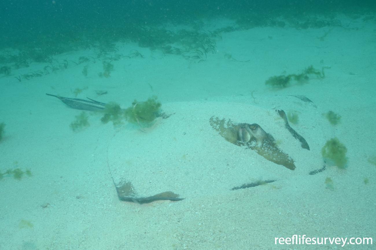 Dasyatis americana - Southern Stingray | ReefLifeSurvey.com