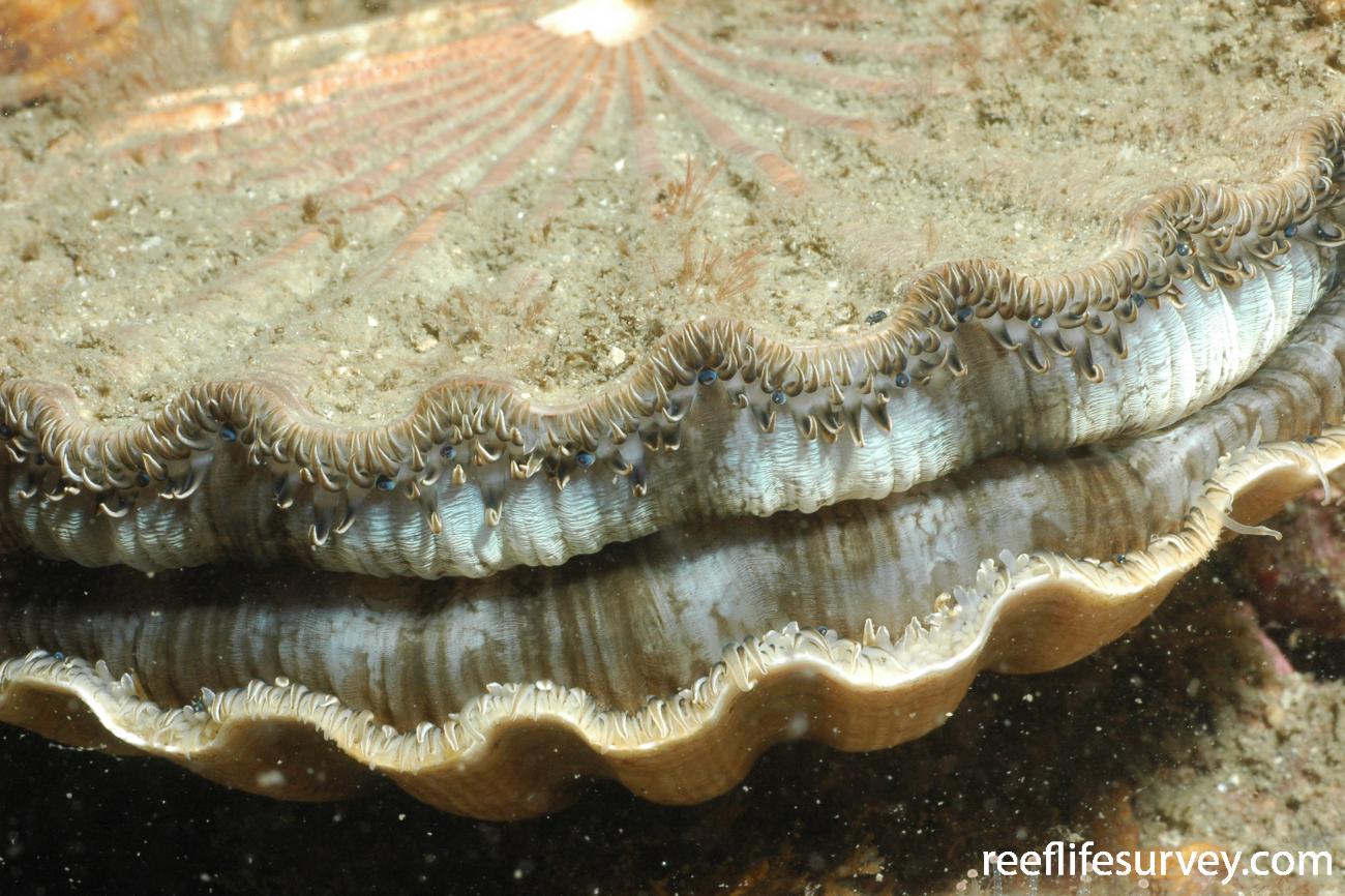 Pecten fumatus - Commercial Scallop | ReefLifeSurvey.com