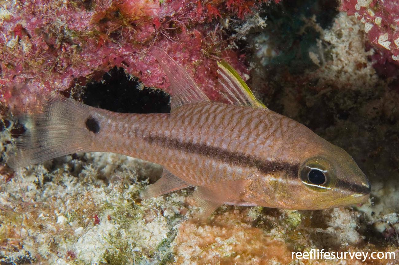 Pristiapogon kallopterus - Spinyhead Cardinalfish | ReefLifeSurvey.com
