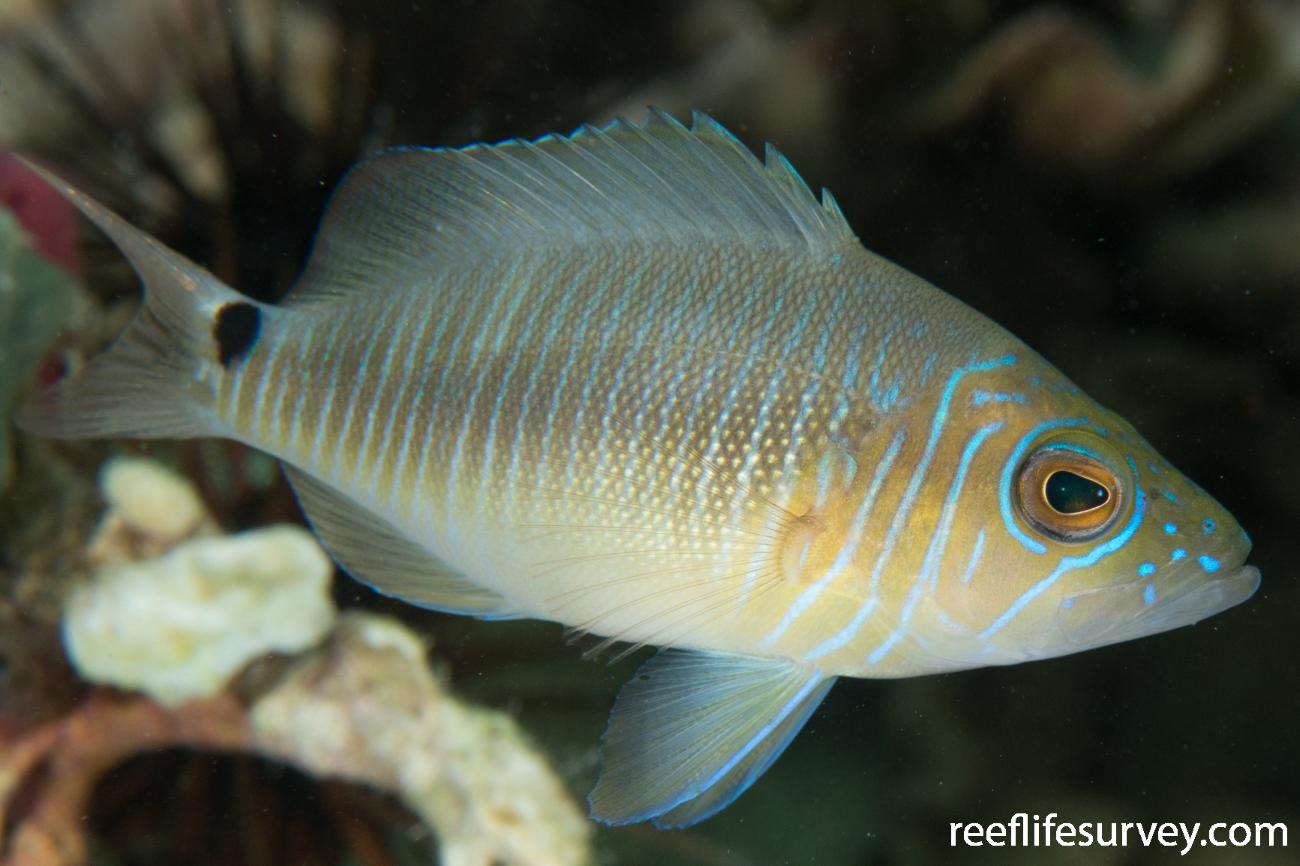 Hypoplectrus puella - Barred Hamlet | ReefLifeSurvey.com