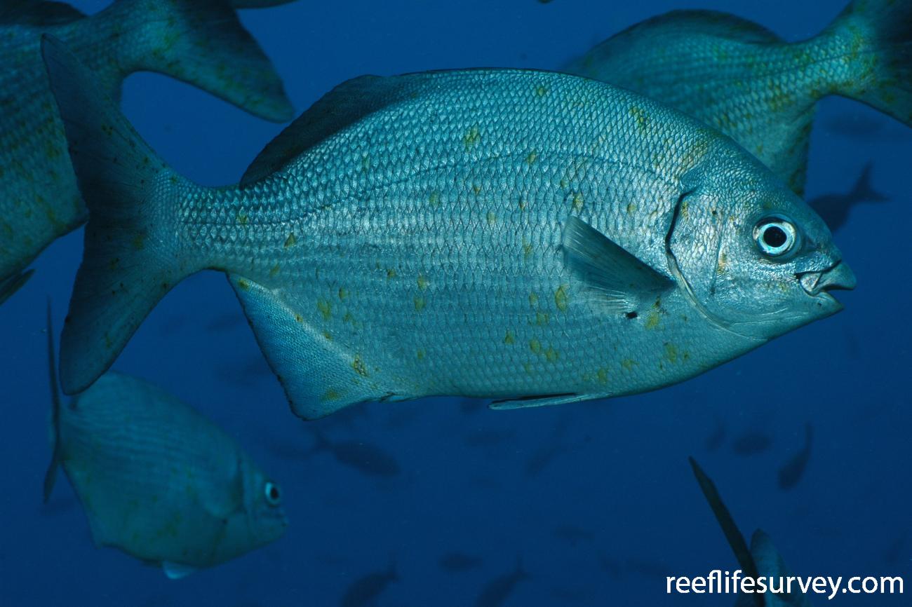 Kyphosus elegans - Cortez Chub | ReefLifeSurvey.com
